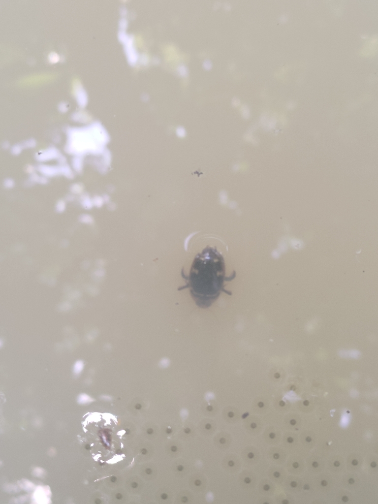 Hydaticus pacificus from 843台灣高雄市美濃區廣林里 on August 20, 2023 at 11:29 AM ...