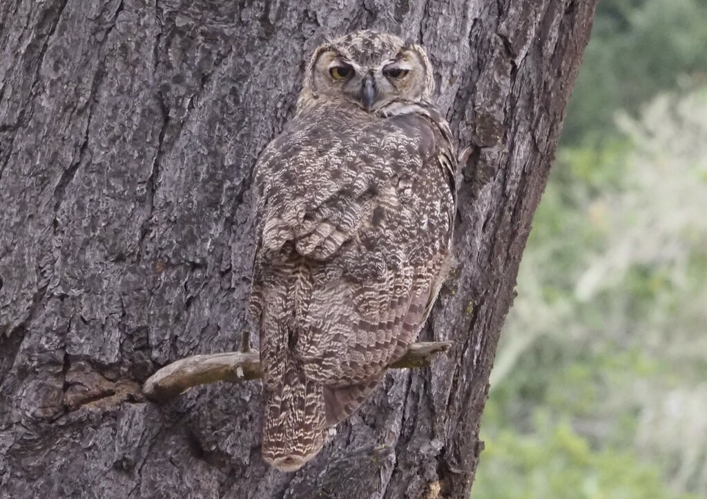 Great Horned Owl in August 2023 by James Maughn. All four from ...