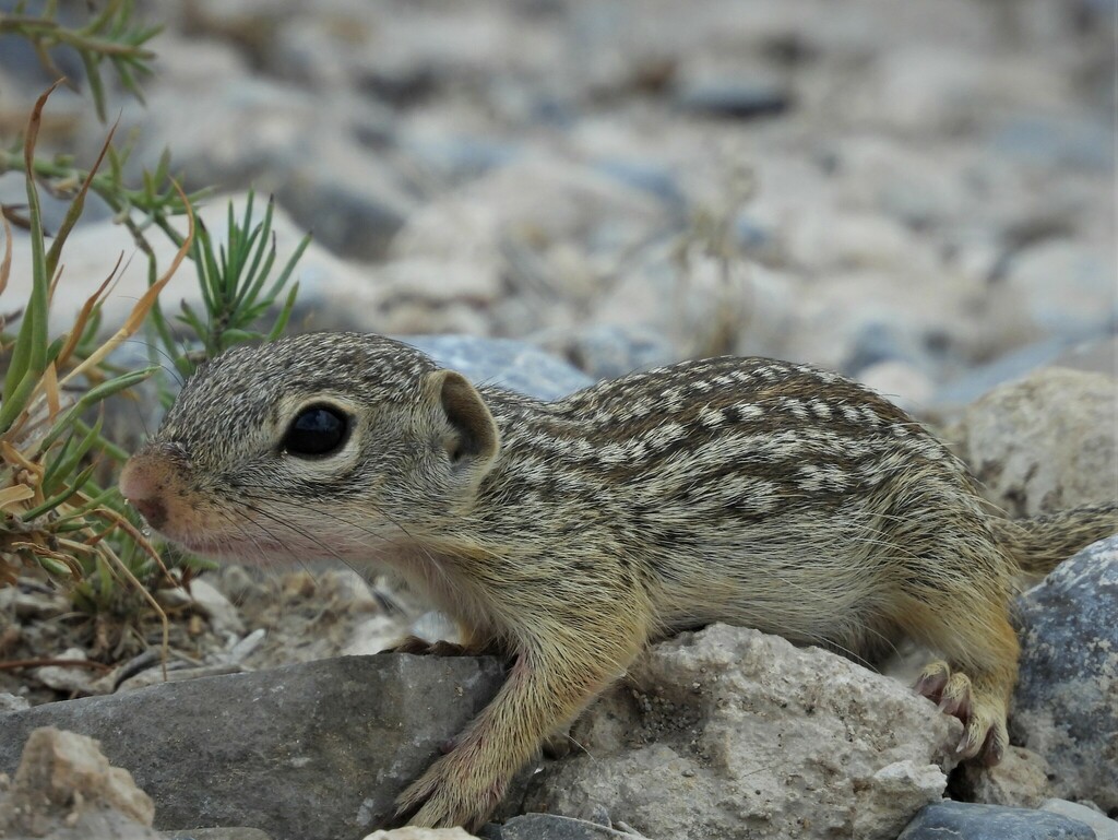 Spotted Ground Squirrel from Las Glorias, Arteaga, Coah., México on ...