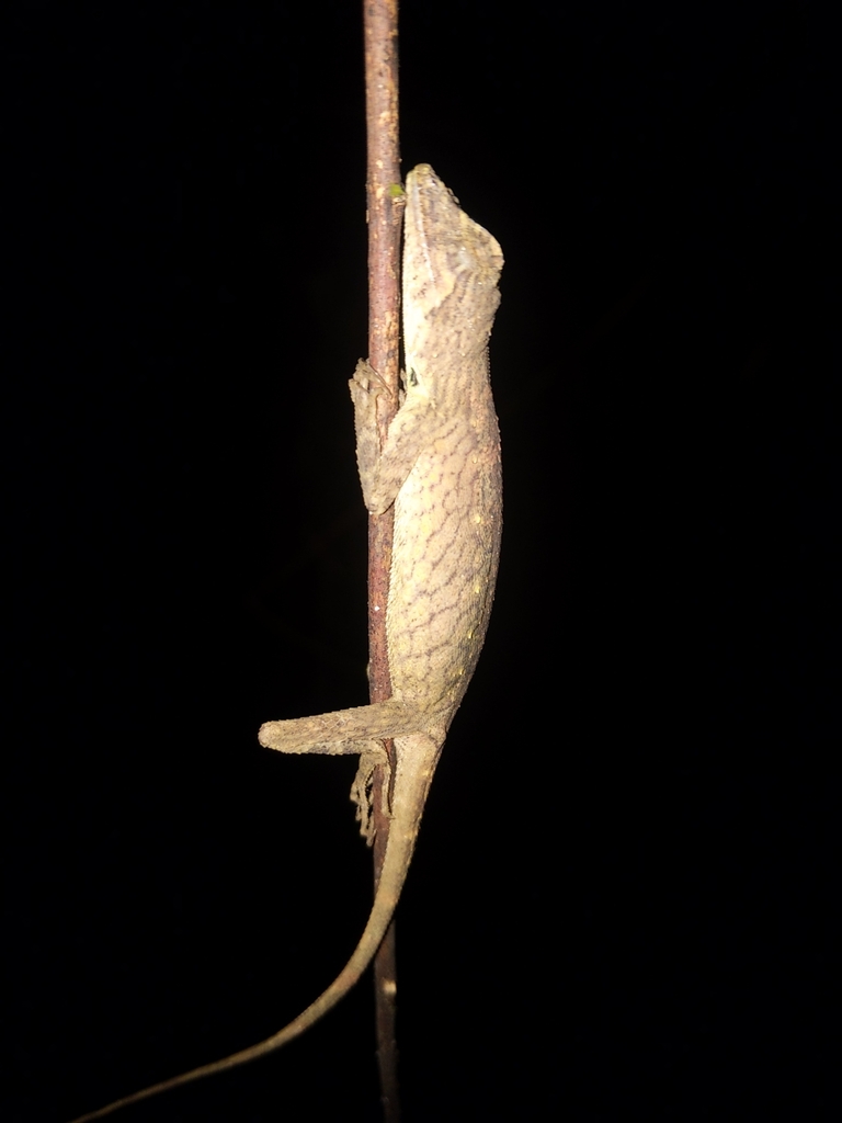 Green Fan-throated lizard in August 2023 by Jonathan Hakim · iNaturalist