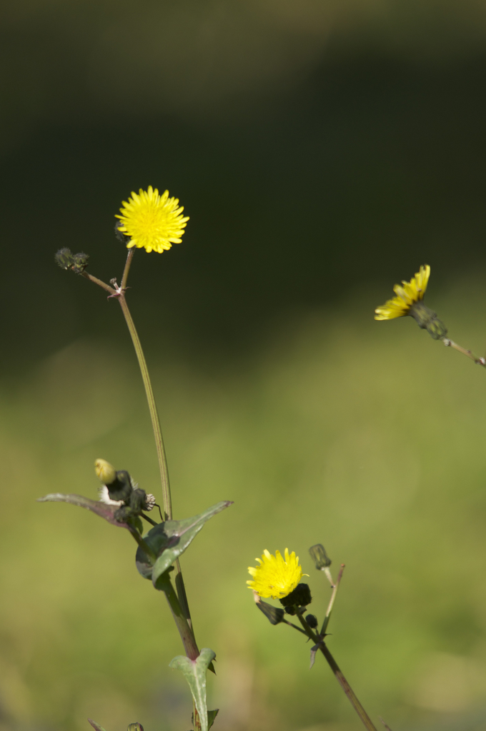 Common sow thistle (Plants of Overton Park's Old Forest, Memphis, TN ...