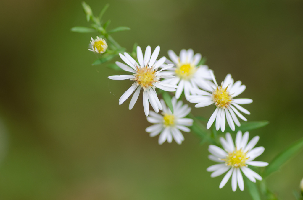 Lowland aster (Plants of Overton Park's Old Forest, Memphis, TN ...