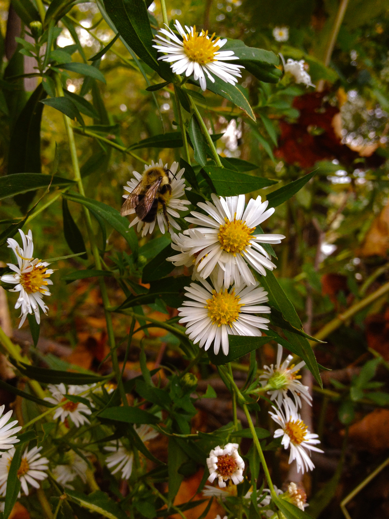 Lowland aster (Plants of Overton Park's Old Forest, Memphis, TN ...