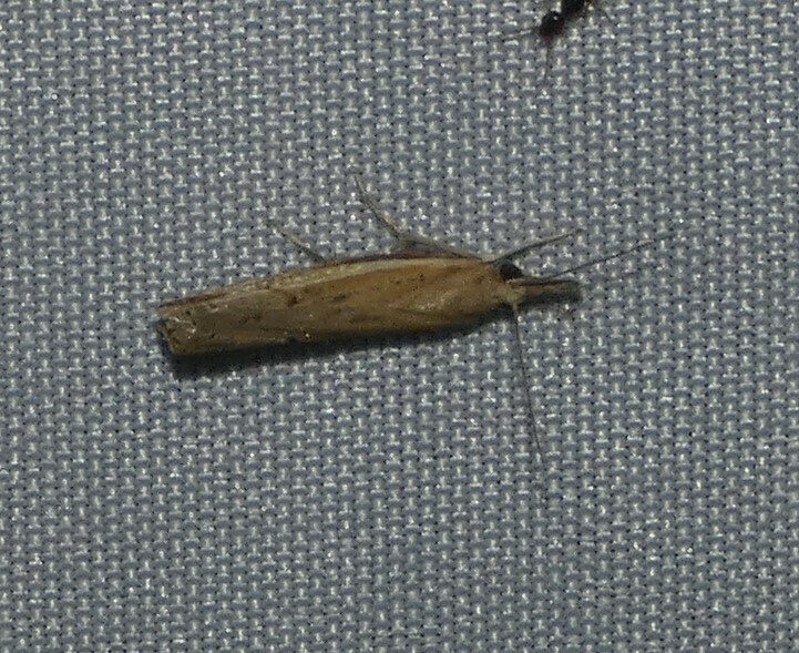 Carpet-grass Webworm Moth from Florida, Polk, Babson Park area, Tiger ...