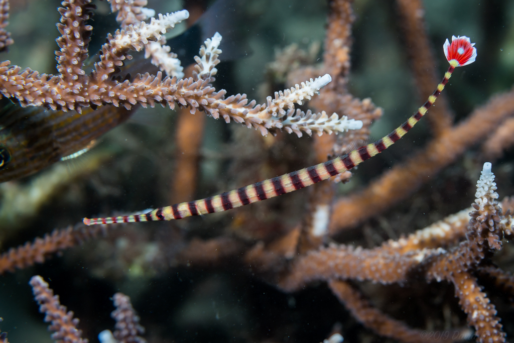 Banded Pipefish (Dunckerocampus dactyliophorus) - Marine Life Identification