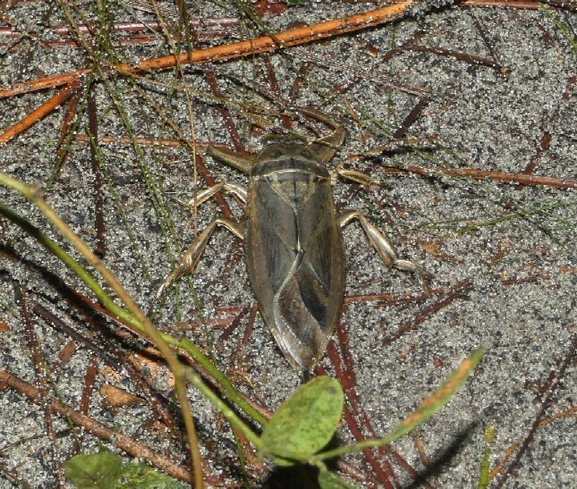 Uhler's Giant Water Bug from Florida, Polk, Babson Park area, Tiger ...
