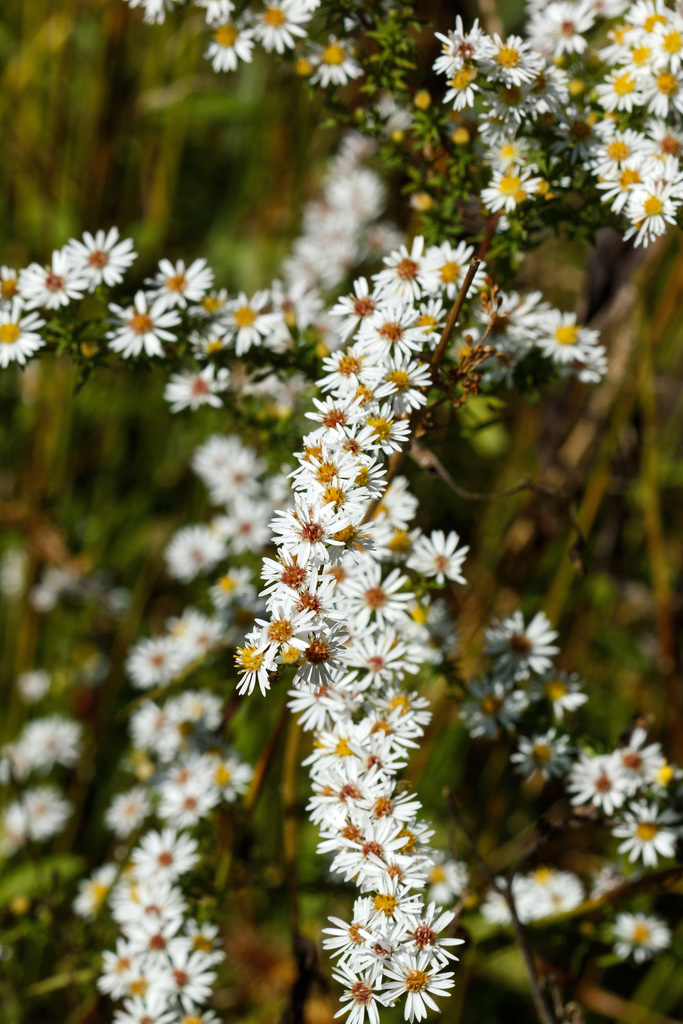 Frost aster (Plants of Overton Park's Old Forest, Memphis, TN ...