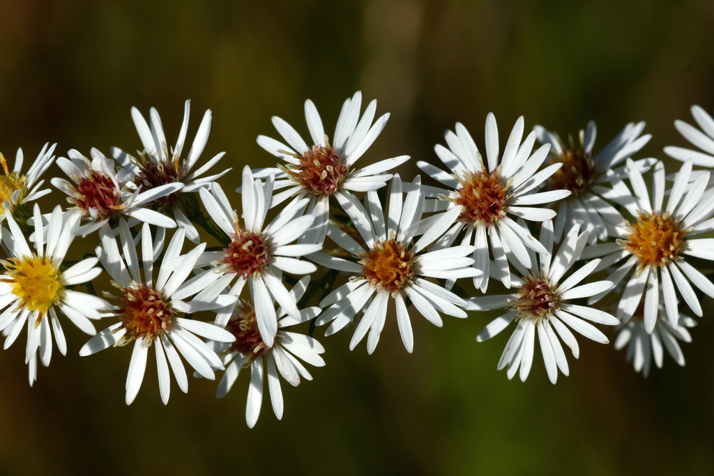 Frost aster (Plants of Overton Park's Old Forest, Memphis, TN ...