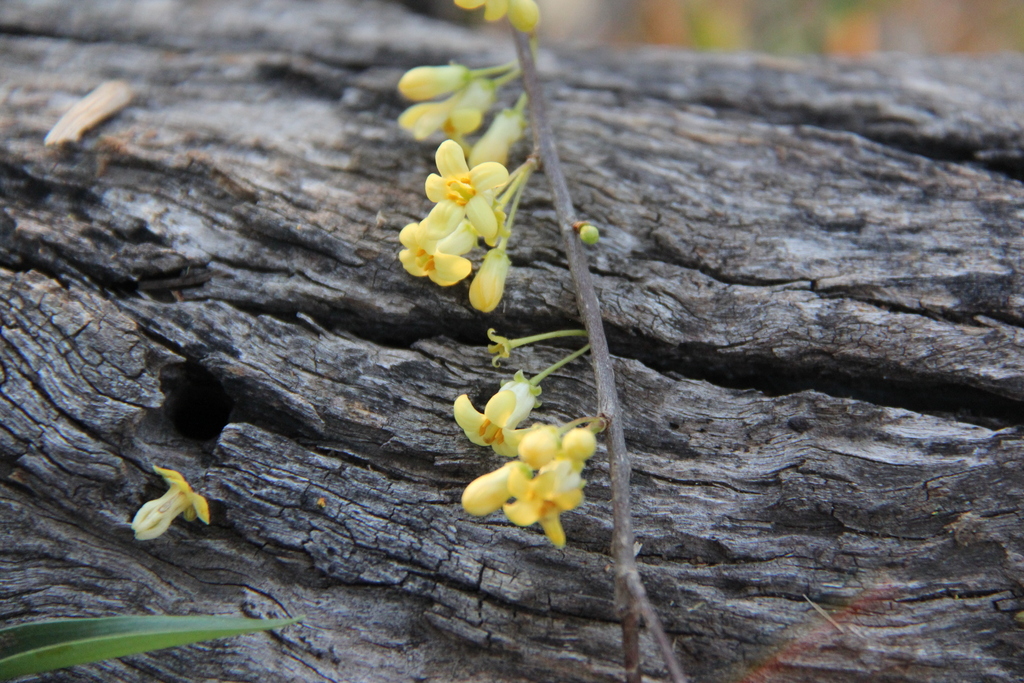 Native apricot from 111 Gordon Smiths Rd, Goombungee QLD 4354 ...