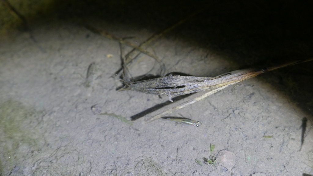 Chinese rice fish from 中国北京市朝阳区 on September 10, 2021 at 09:04 PM by ...