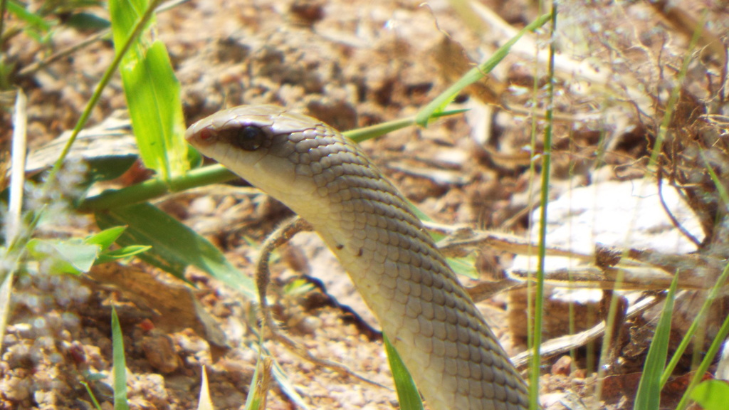 Eastern Rufous Beaked Snake from Iringa, Tanzania on March 26, 2018 by ...