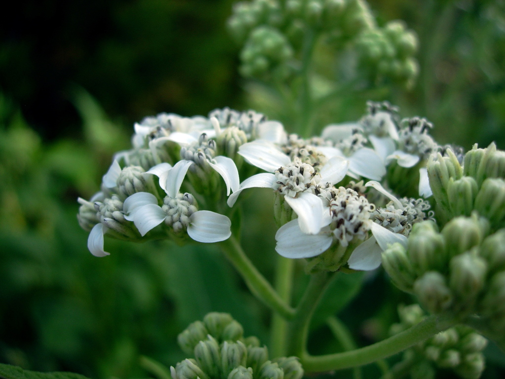 White crownbeard (frostweed) (Plants of Overton Park's Old Forest ...
