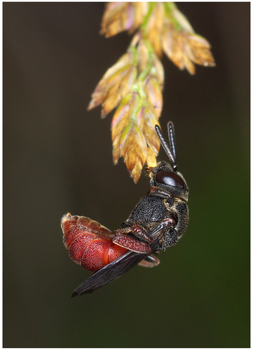 Genus Biastes · iNaturalist