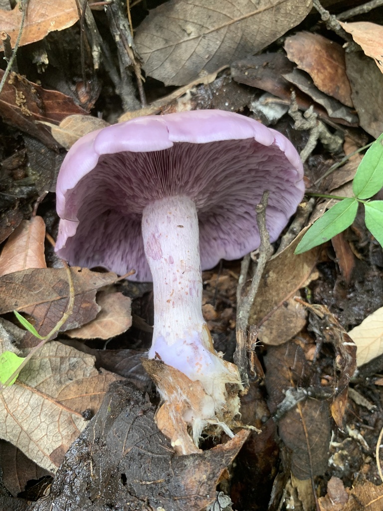 Blewit from Acuitzio, Mich., MX on August 19, 2023 at 12:48 PM by ...