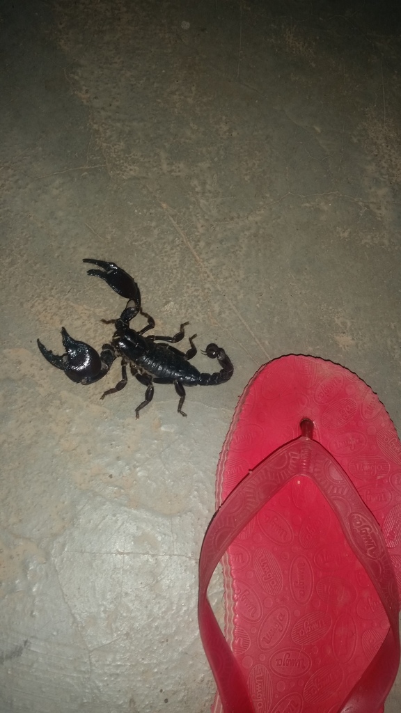 Tanzanian Red Clawed Scorpion from Iringa, Tanzania on December 01 ...