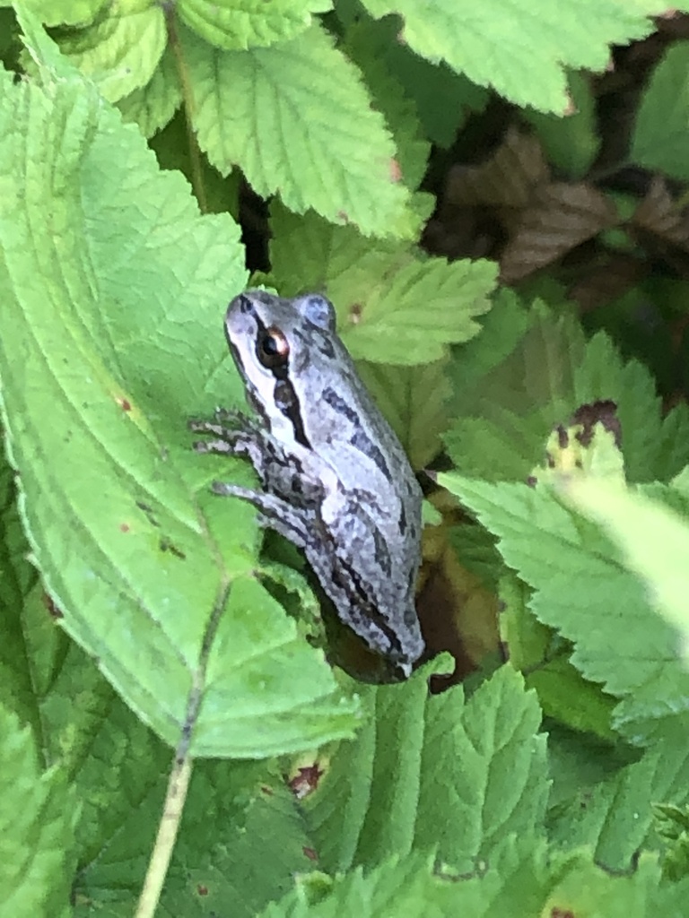 Frogs and Toads in August 2023 by crystalmccarter · iNaturalist