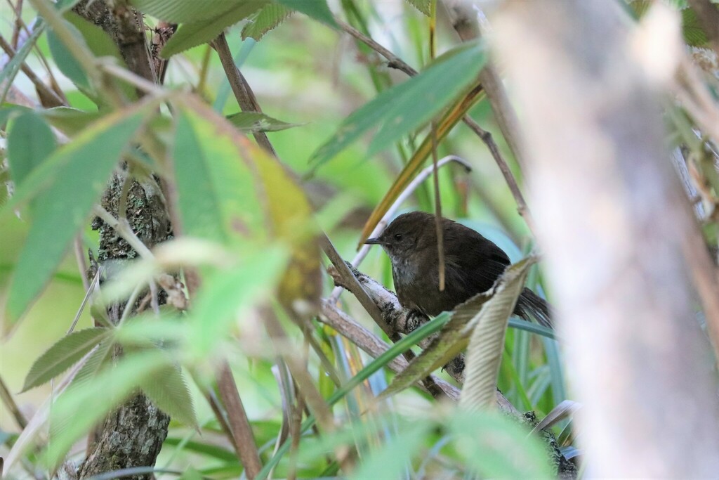Friendly Bush Warbler (Locustella accentor) - Avian Discovery