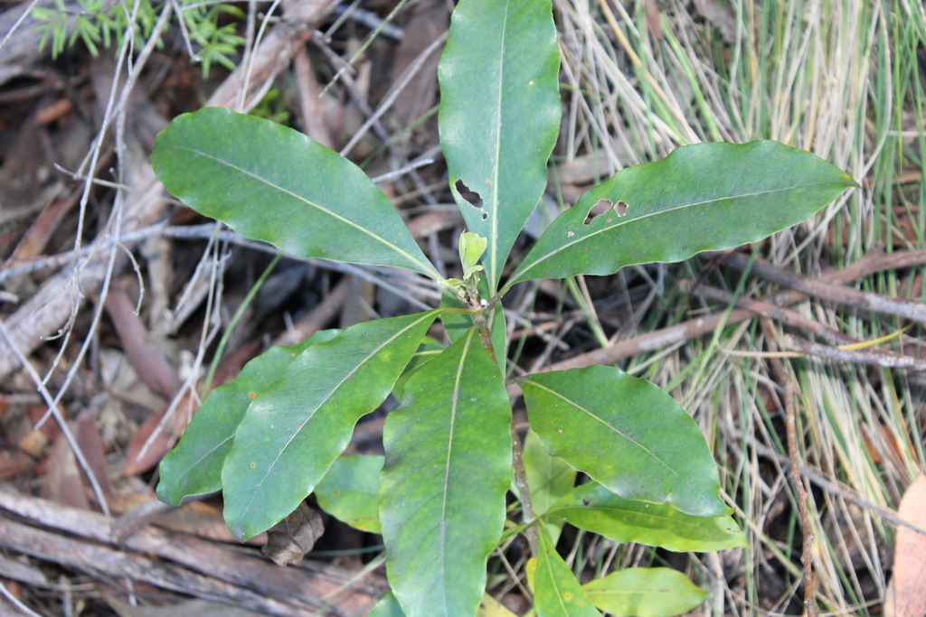 Australian Cheesewood from Patsy's Flat Road East, Smiths Lake NSW 2428, Australia on August 20 ...
