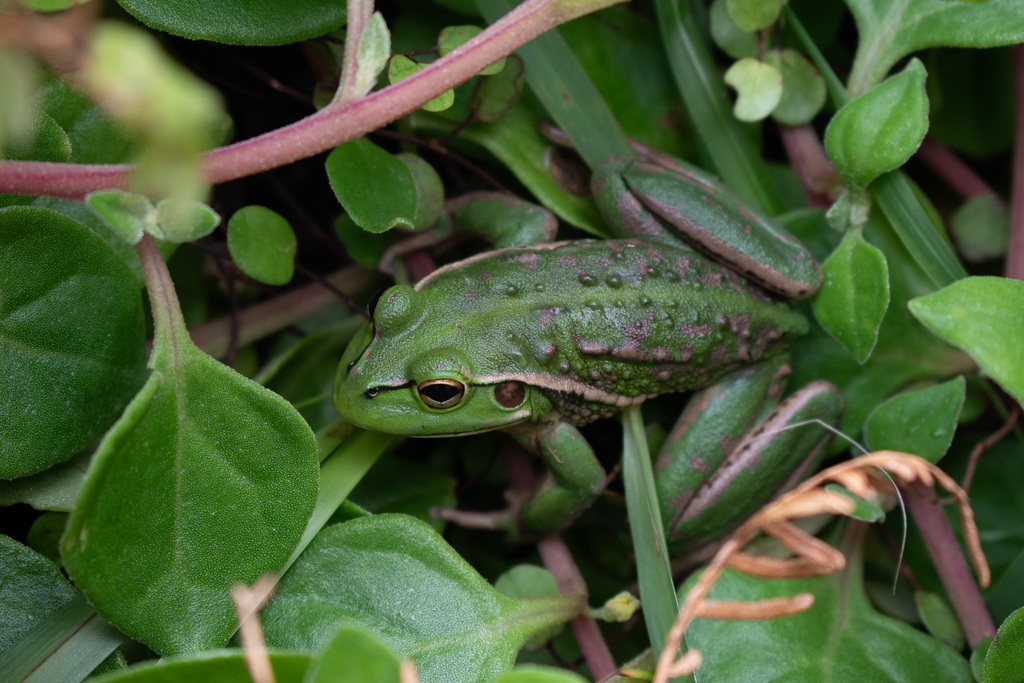 Southern Bell Frog from Muriwai, New Zealand on July 22, 2023 at 01:44 ...