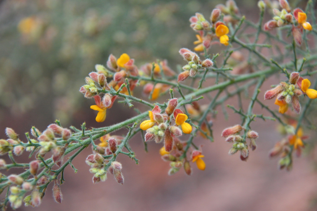 Jacksonia odontoclada from Limmen NT 0852, Australia on July 2, 2023 at ...