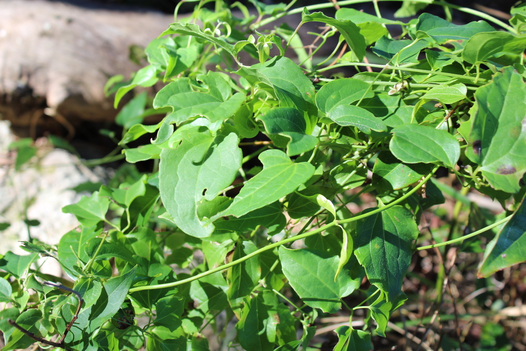 Headache Vine from Patsy's Flat Road East, Smiths Lake NSW 2428, Australia on August 20, 2023 at ...