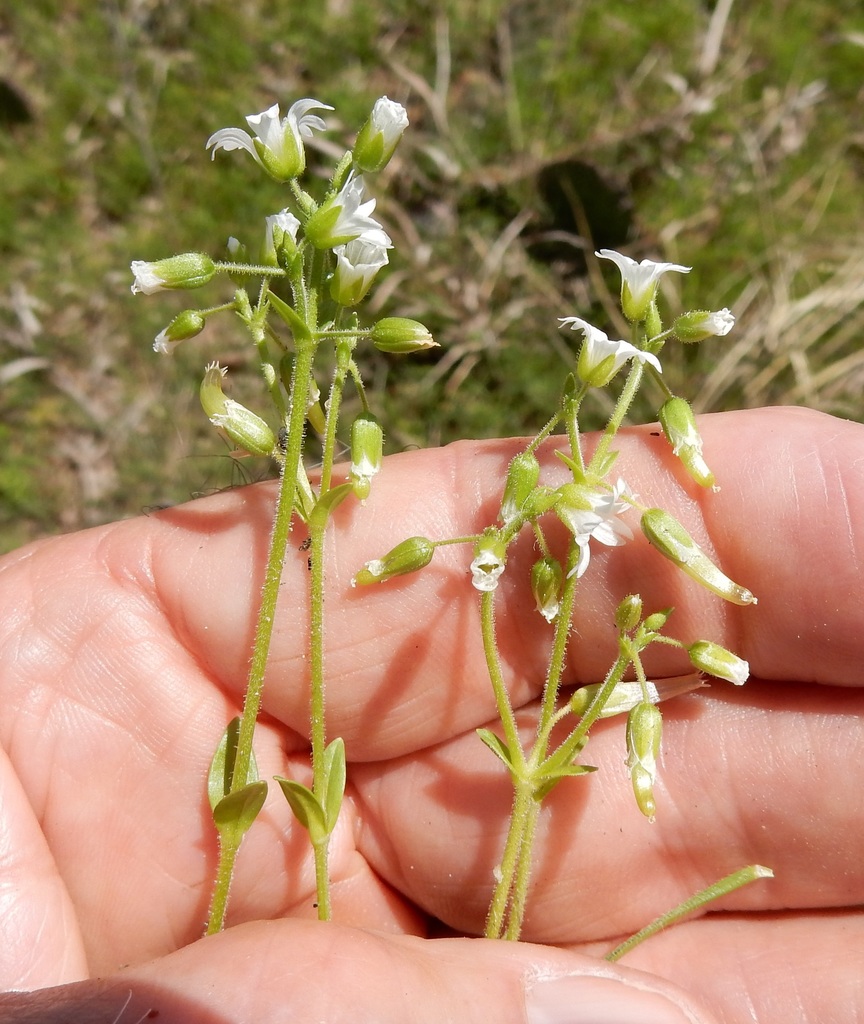 Short-stalked Chickweed (Denver-Boulder Metro Area: Yellow, White and ...