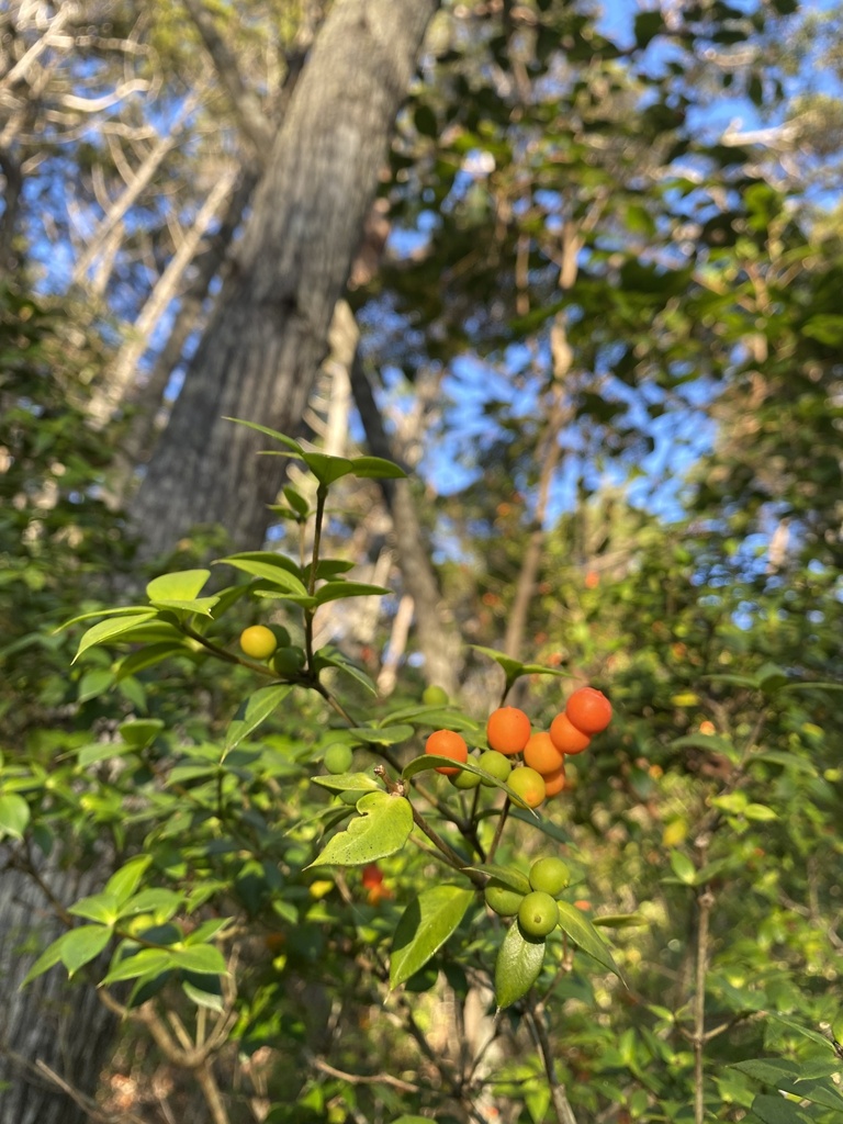 Chain Fruit from Noosa National Park, Noosa Heads, QLD, AU on August 20 ...