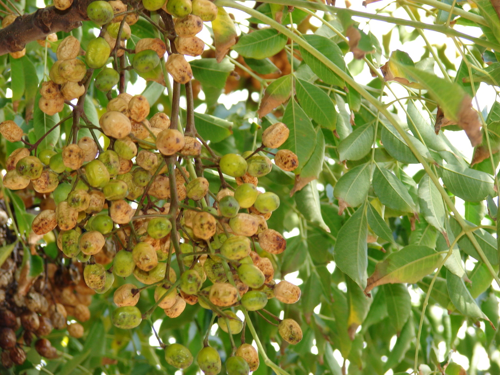 Chinaberry tree (Plants of Overton Park's Old Forest, Memphis, TN ...