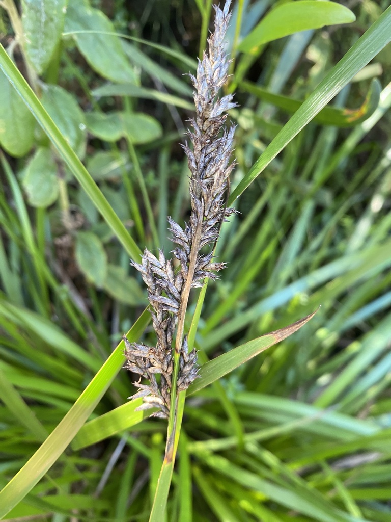 variable sword-sedge from Malabar Headland National Park, Malabar, NSW ...