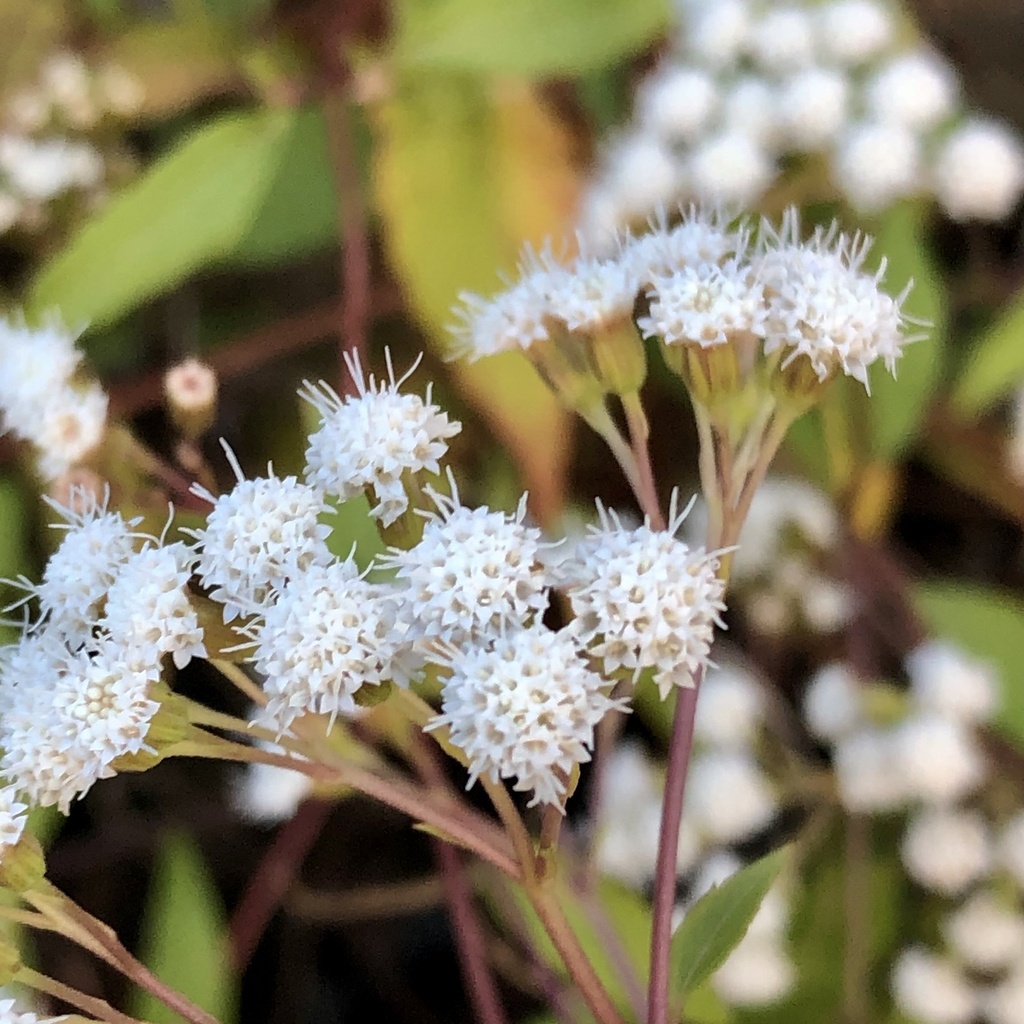 mist flower from Queens Wharf Reserve, Parramatta, NSW, AU on August 20 ...