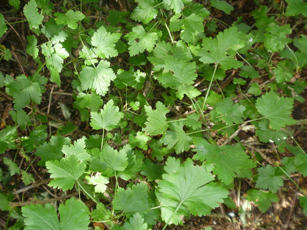 European gooseberry from Purakauiti 9586, New Zealand on February 9 ...