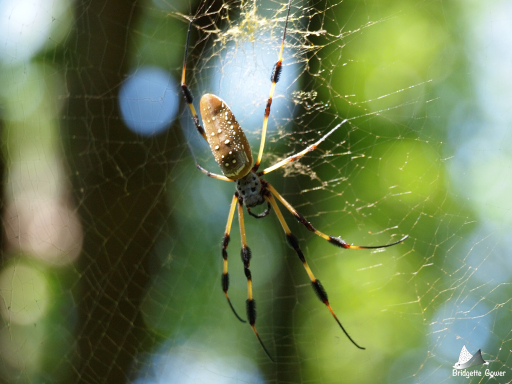 Golden Silk Spider from Utila, Honduras on September 28, 2011 at 01:28 ...