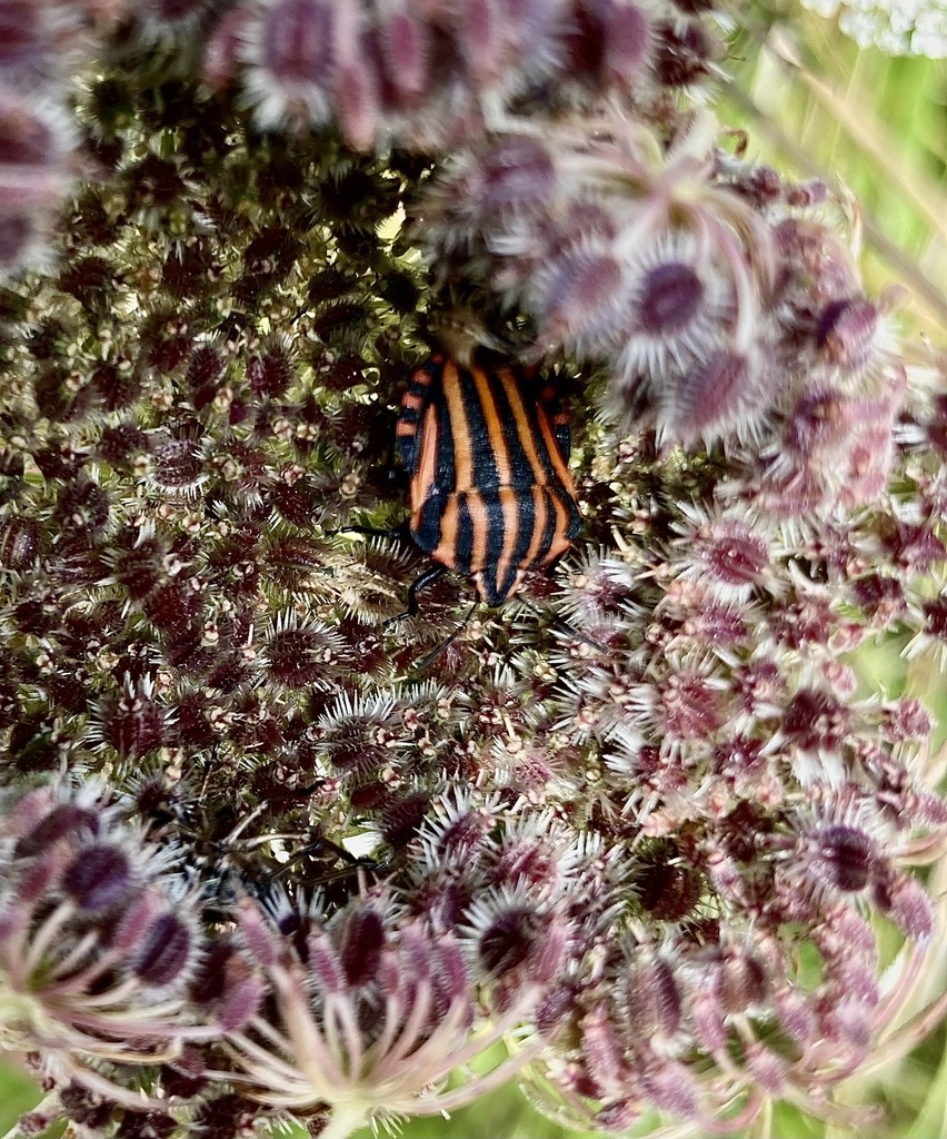 Continental Striped Shield Bug from Route de Dieppe, Bures-en-Bray ...