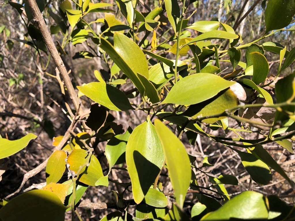 Broad Leaved Native Cherry from Upper Flagstone QLD 4344, Australia on ...