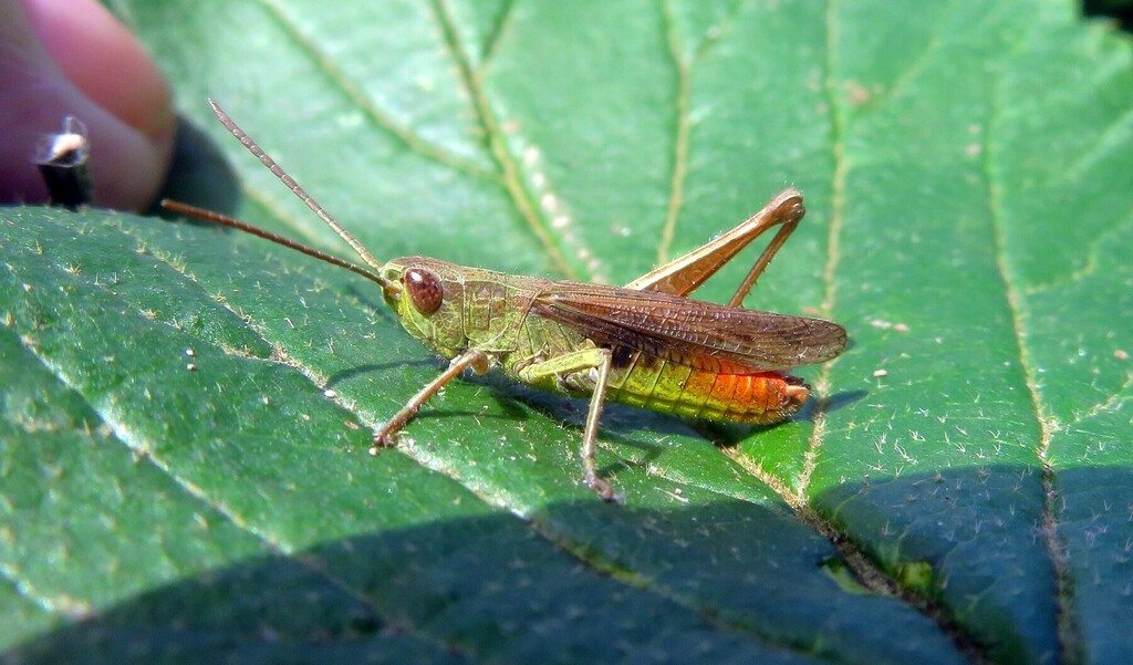 Steppe Grasshopper from 14220 Saint-Omer, France on August 19, 2023 at ...