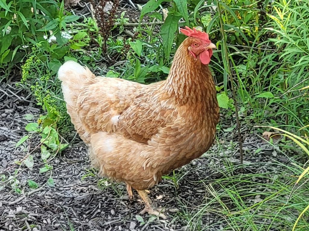 Domestic Chicken from Riddle & West Run Road, North Hills, WV 26505 ...