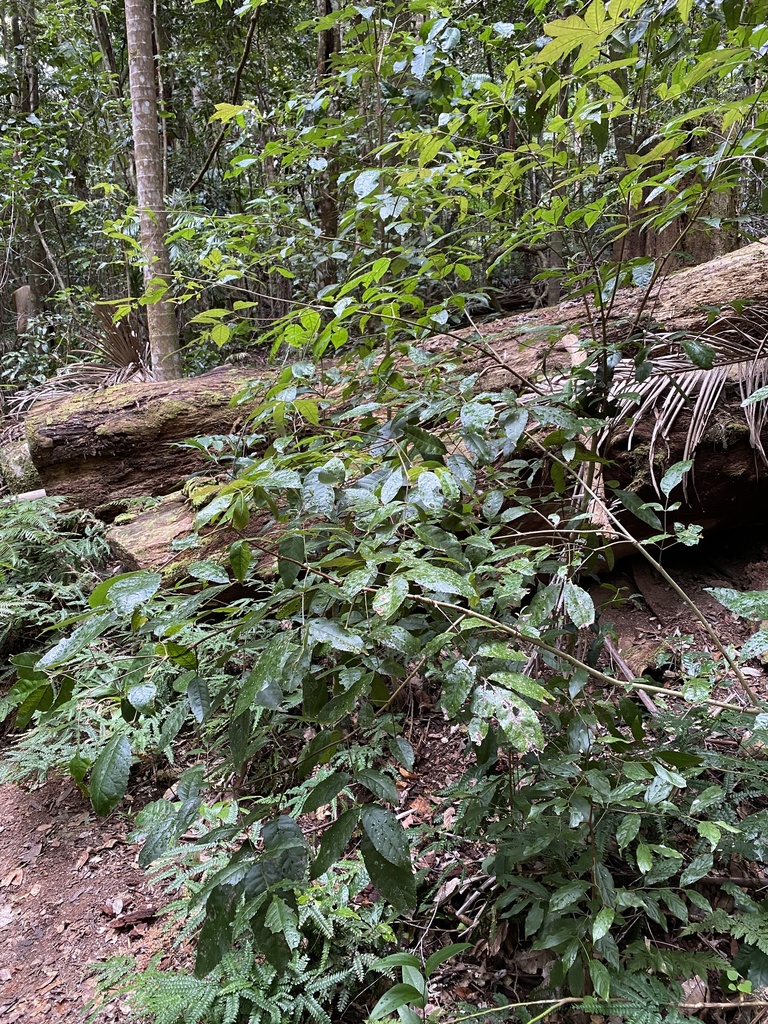 Soft Corkwood from Nightcap, Lismore - Pt B, AU-NS, AU on August 2 ...