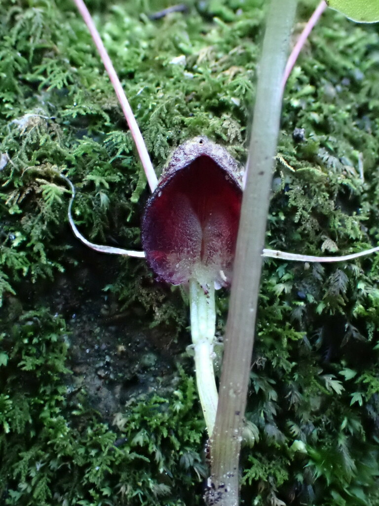 Corybas trilobus aggregate from 85 Waihirere Domain Road, Waihirere ...