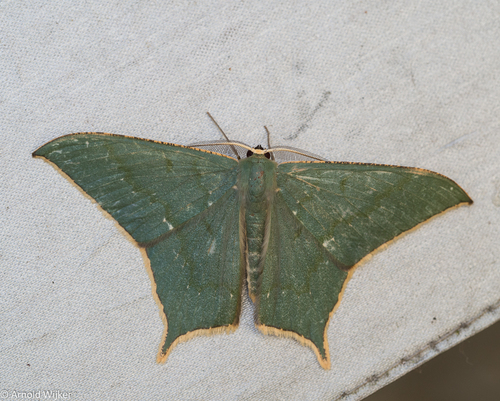 Maxates korintjensis · iNaturalist