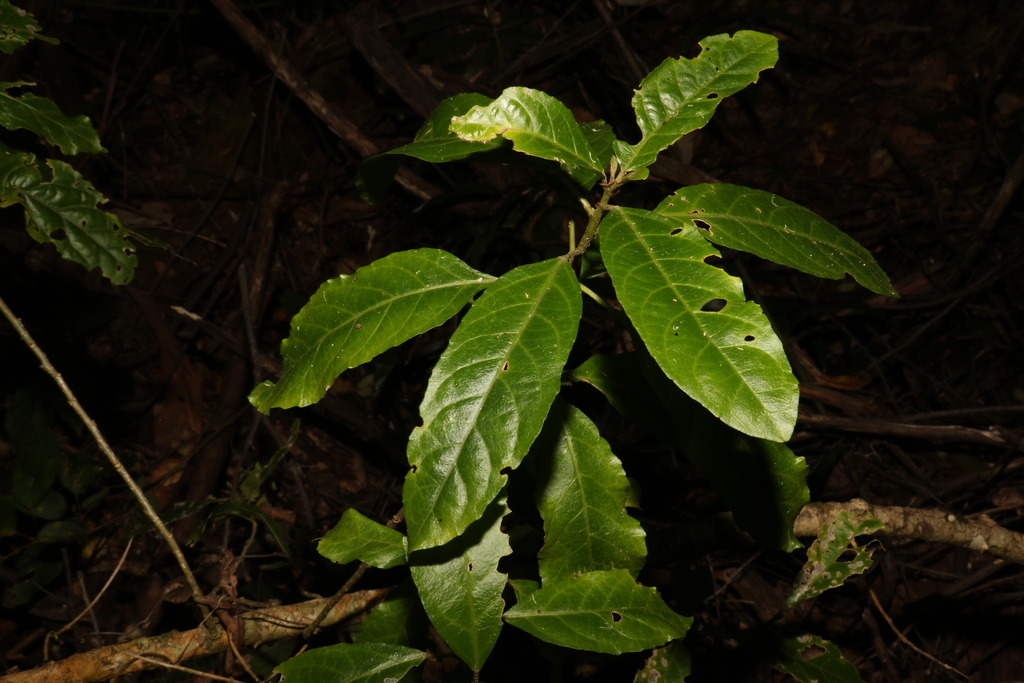 Claoxylon australe from Nerang QLD 4211, Australia on August 20, 2023 ...