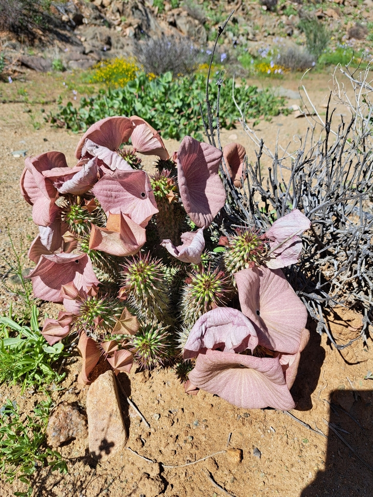 Wild Ghaap in August 2023 by helettheron · iNaturalist