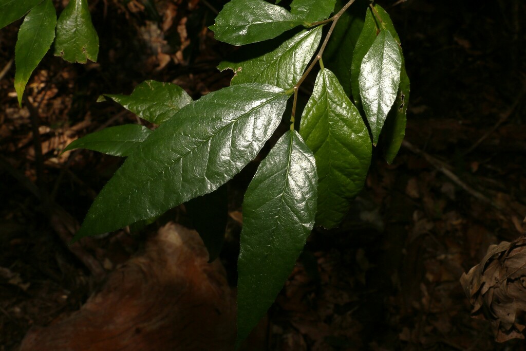 whalebone tree from Nerang QLD 4211, Australia on August 20, 2023 at 10 ...