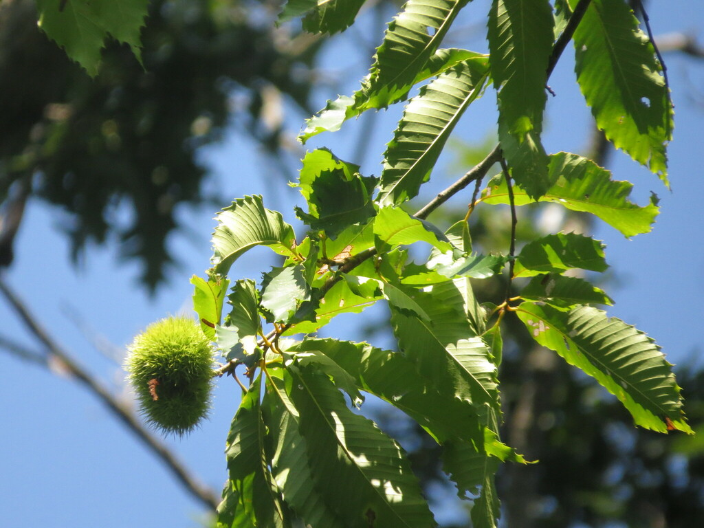 American chestnut in August 2023 by Joe Sebastiani. Known American ...