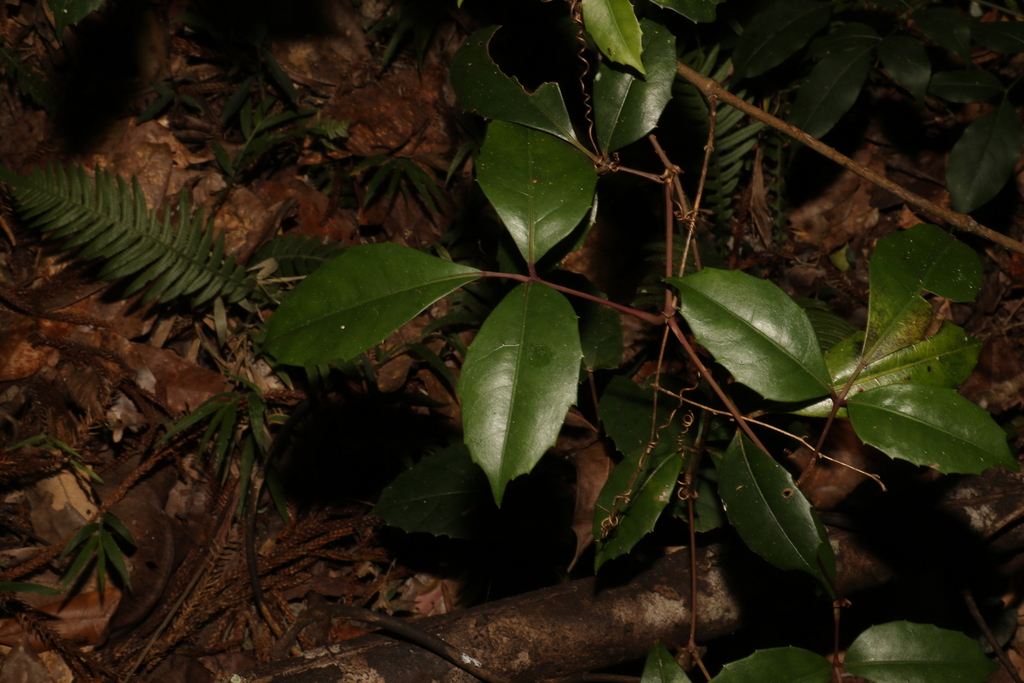 Native Grape from Nerang QLD 4211, Australia on August 20, 2023 at 10: ...