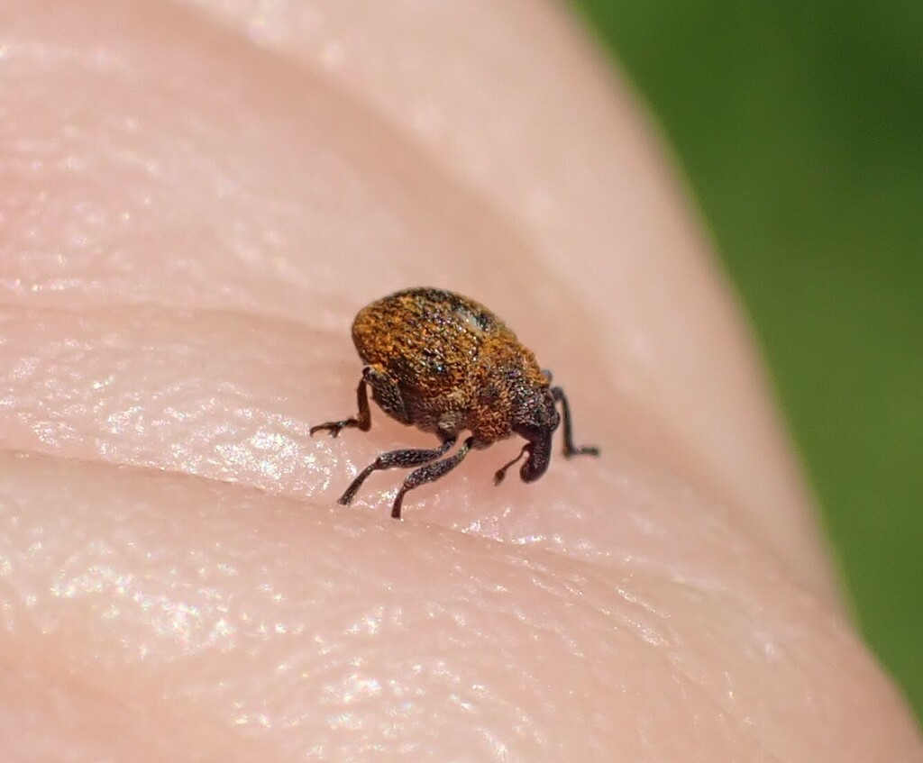 Mile-a-minute weevil from New Castle County, DE, USA on August 19, 2023 ...