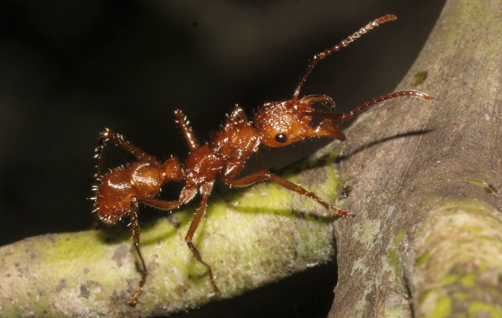 Ectatomma tuberculatum (Insects of Cocobolo Nature Reserve) · iNaturalist