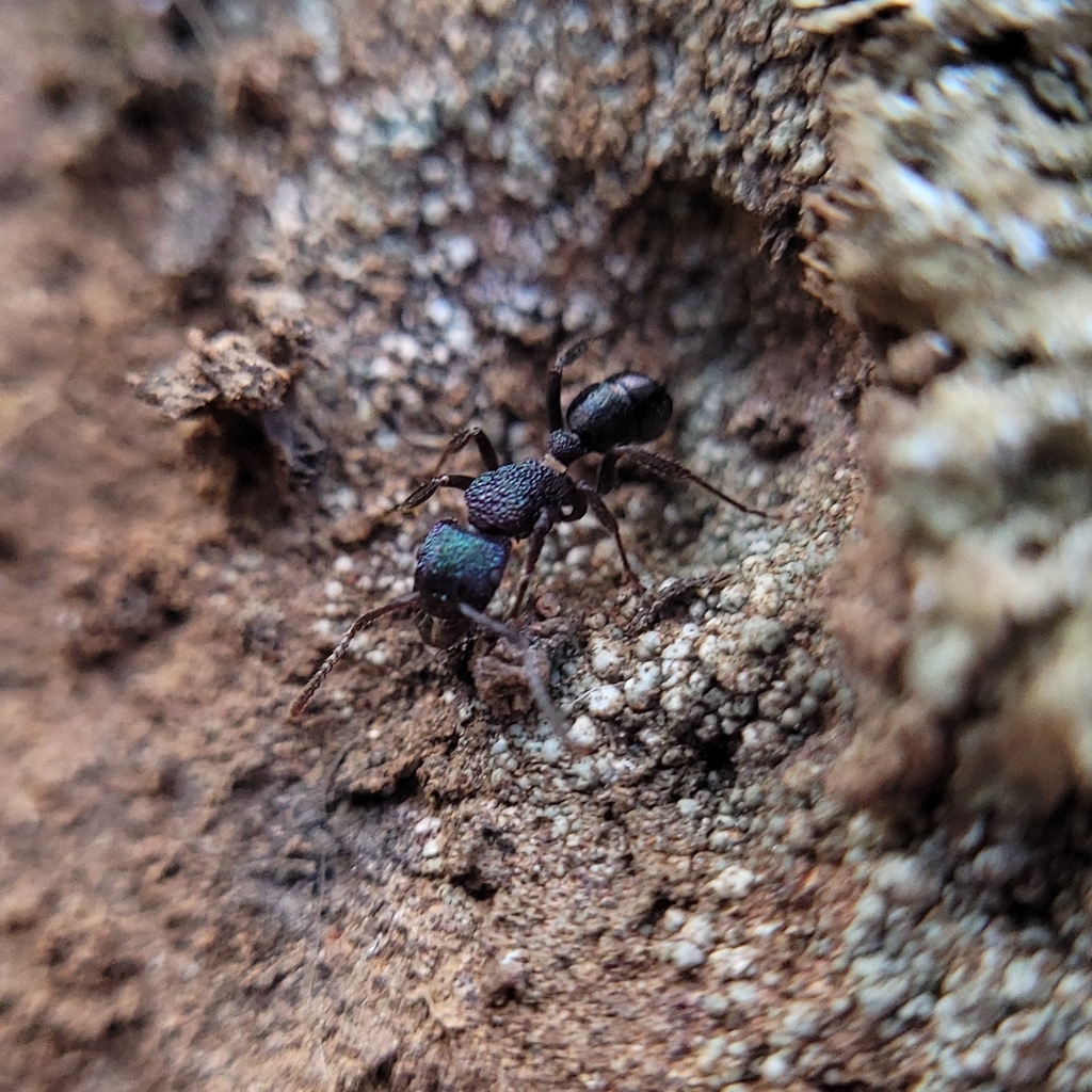 Green-head Ant from Eynesbury VIC 3338, Australia on August 20, 2023 at ...