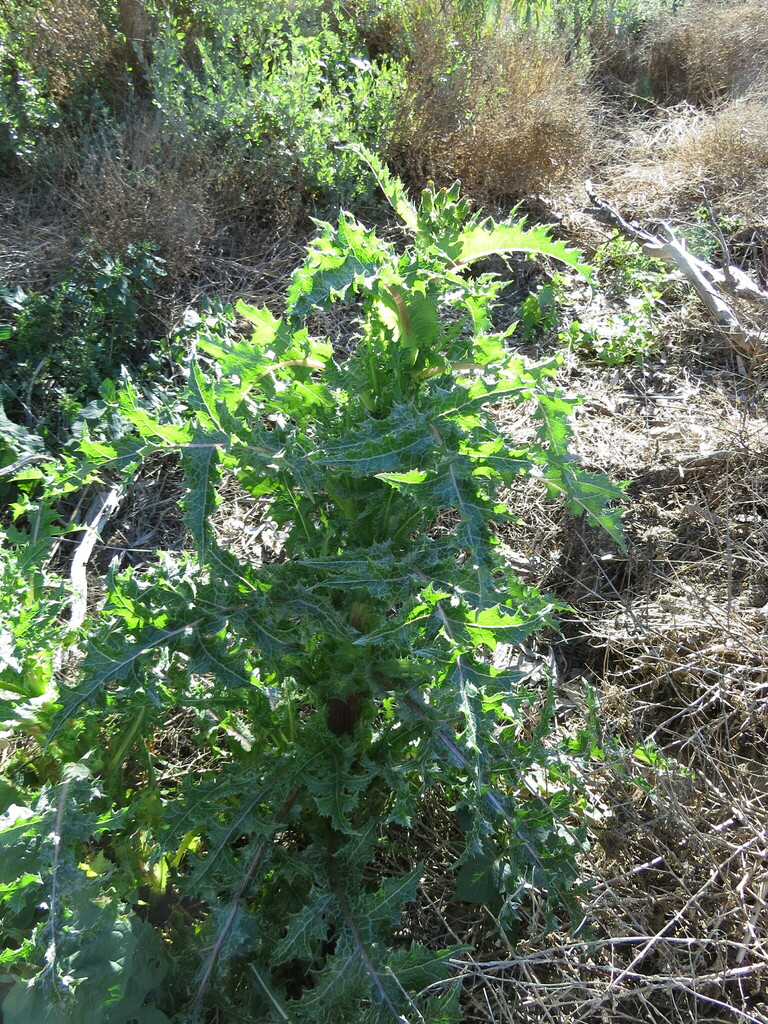 Sonchus hydrophilus in August 2023 by HeatherB · iNaturalist