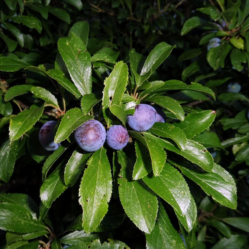 Plum (Prunus domestica) - Botanical Realm