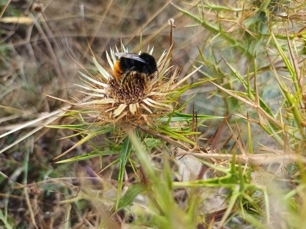Bumble Bees from Nessonas, Greece on August 14, 2023 at 10:40 AM by ...